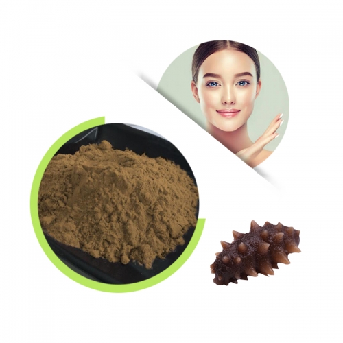 bulk Sea Cucumber Freeze-Dried Powder